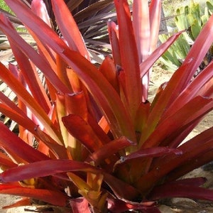 Blanchetiana Pups Red Raspberry Bromeliads Small Pups - Etsy