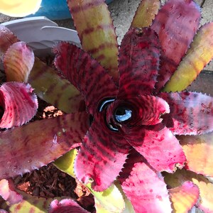 Bromeliad Neoregelia ‘grove's Red Tiger' Small Offset - Etsy