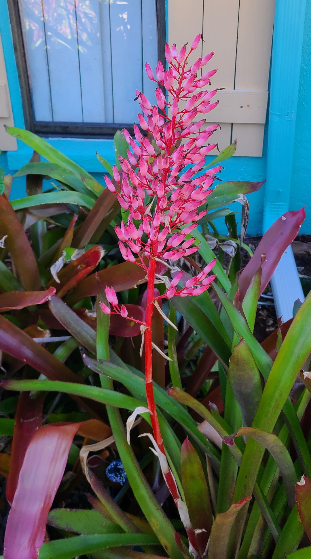 Bromeliad Portea ‘jungles’ Small Pup - Etsy