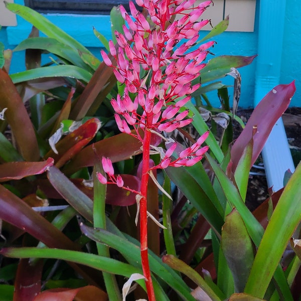 Bromeliad - Etsy