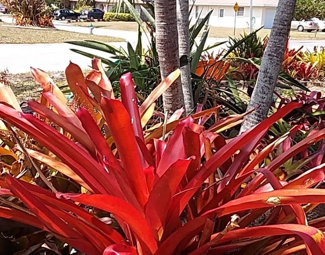 Blanchetiana Pups Red Raspberry Bromeliads Small Pups - Etsy