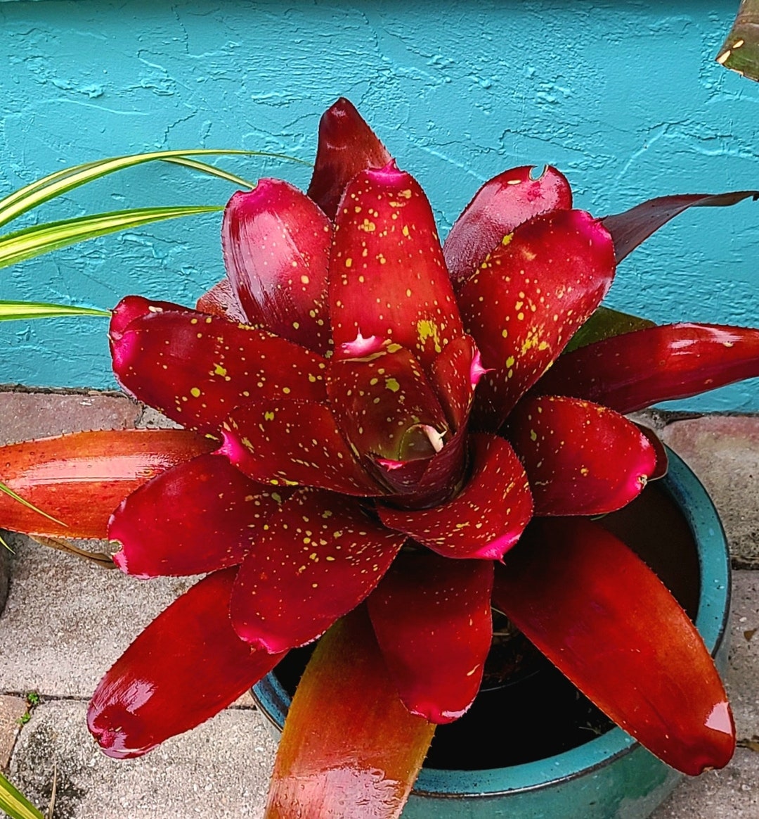 Bromeliad Small Pup Red Neoregelia Hybrid Full Sun - Etsy