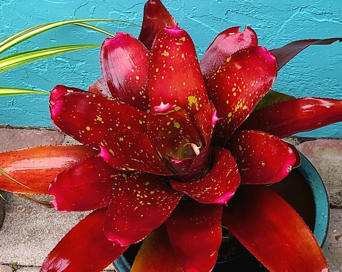 Bromeliad Small Pup Red Neoregelia Hybrid Full Sun - Etsy