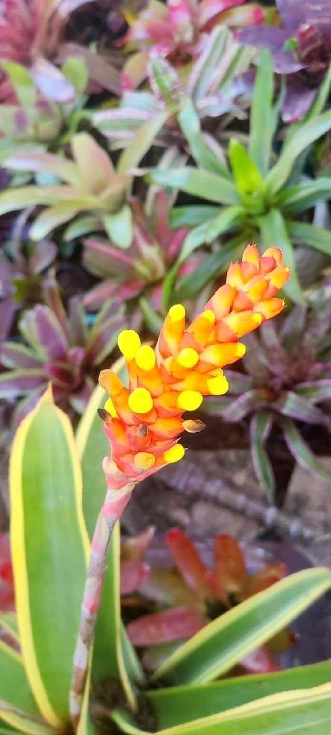 Aechmea Comata Var Makoyana, Small Pup - Etsy