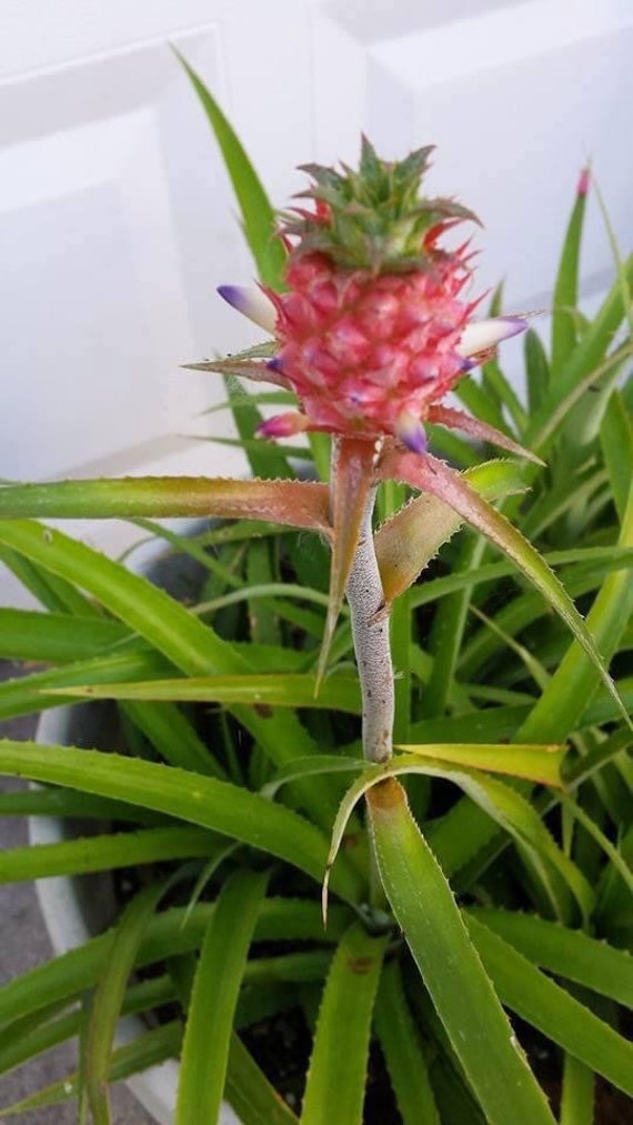 Ornamental Pineapple Bromeliad