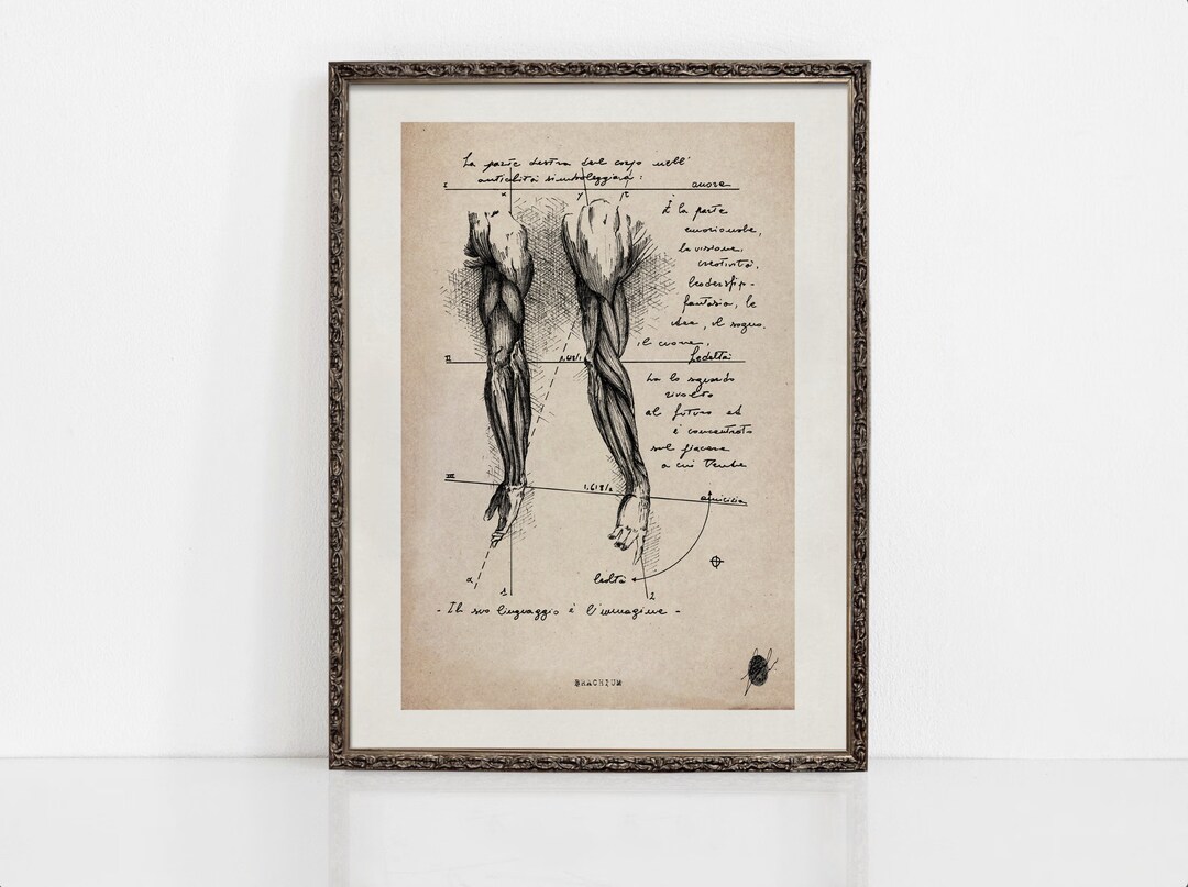 Brachium | Anatomical Arm Muscles | Muscular System Art | Human Anatomy ...