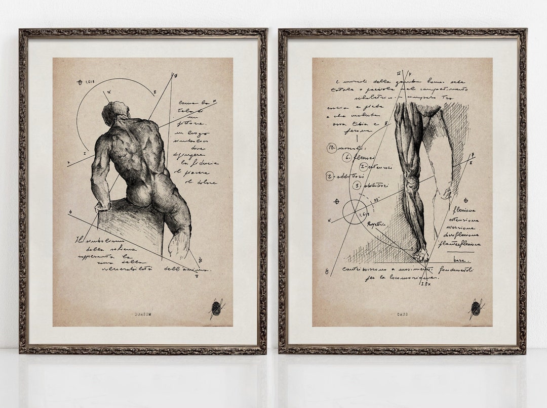 Anatomy Prints Set Muscular System Art Human Anatomy Art Prints Anatomy ...