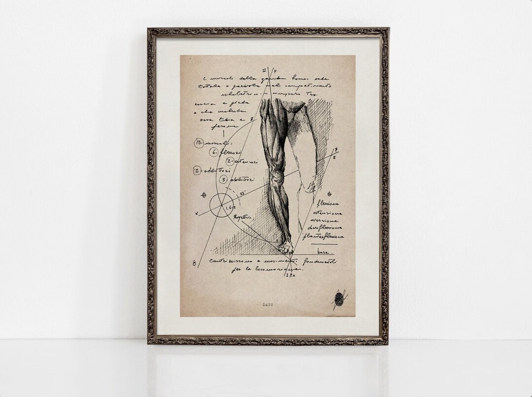 Crus the Muscles of the Leg Muscular System Art Human Anatomy Art ...