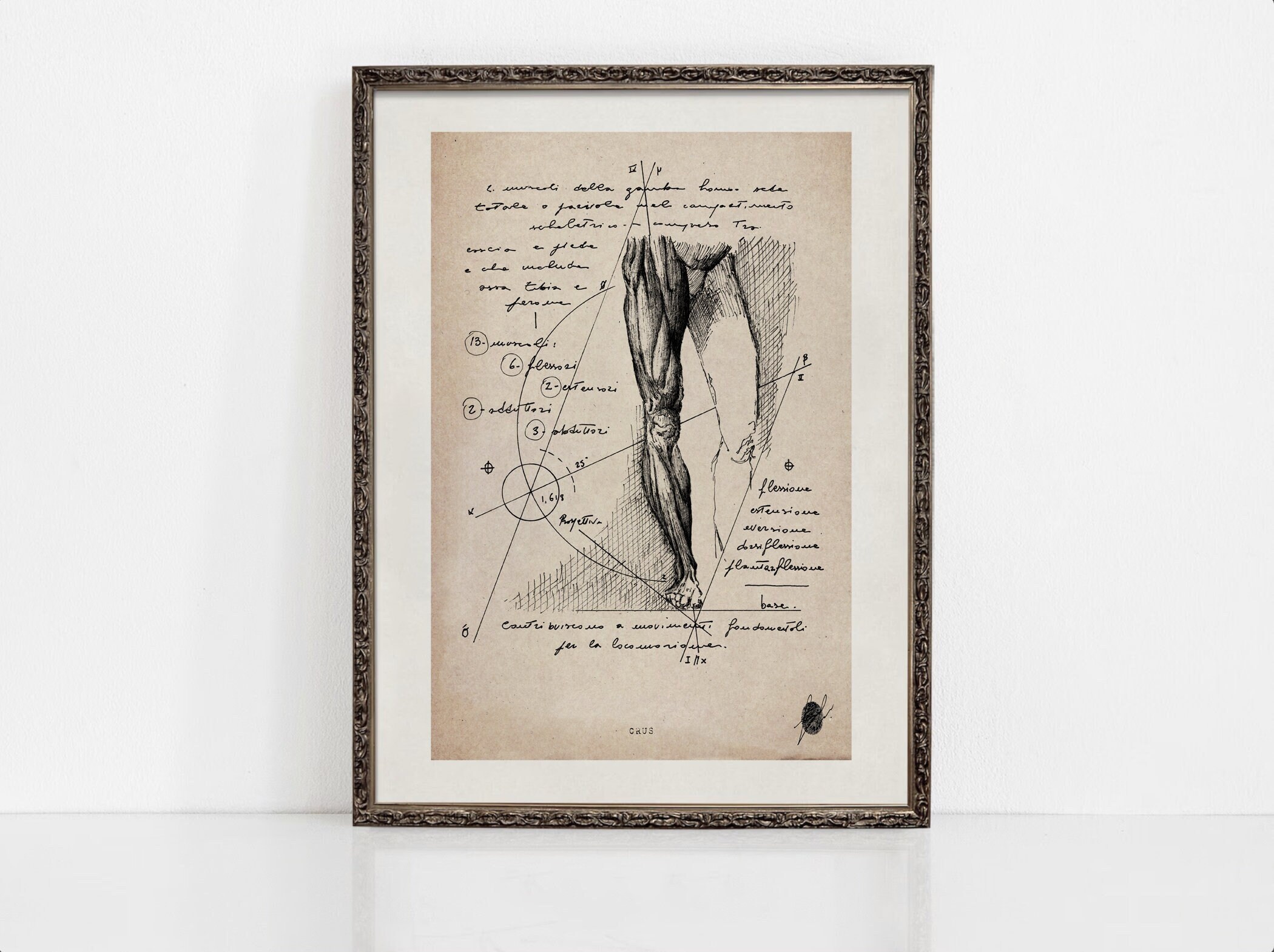 Crus the Muscles of the Leg Muscular System Art Human Anatomy Art ...