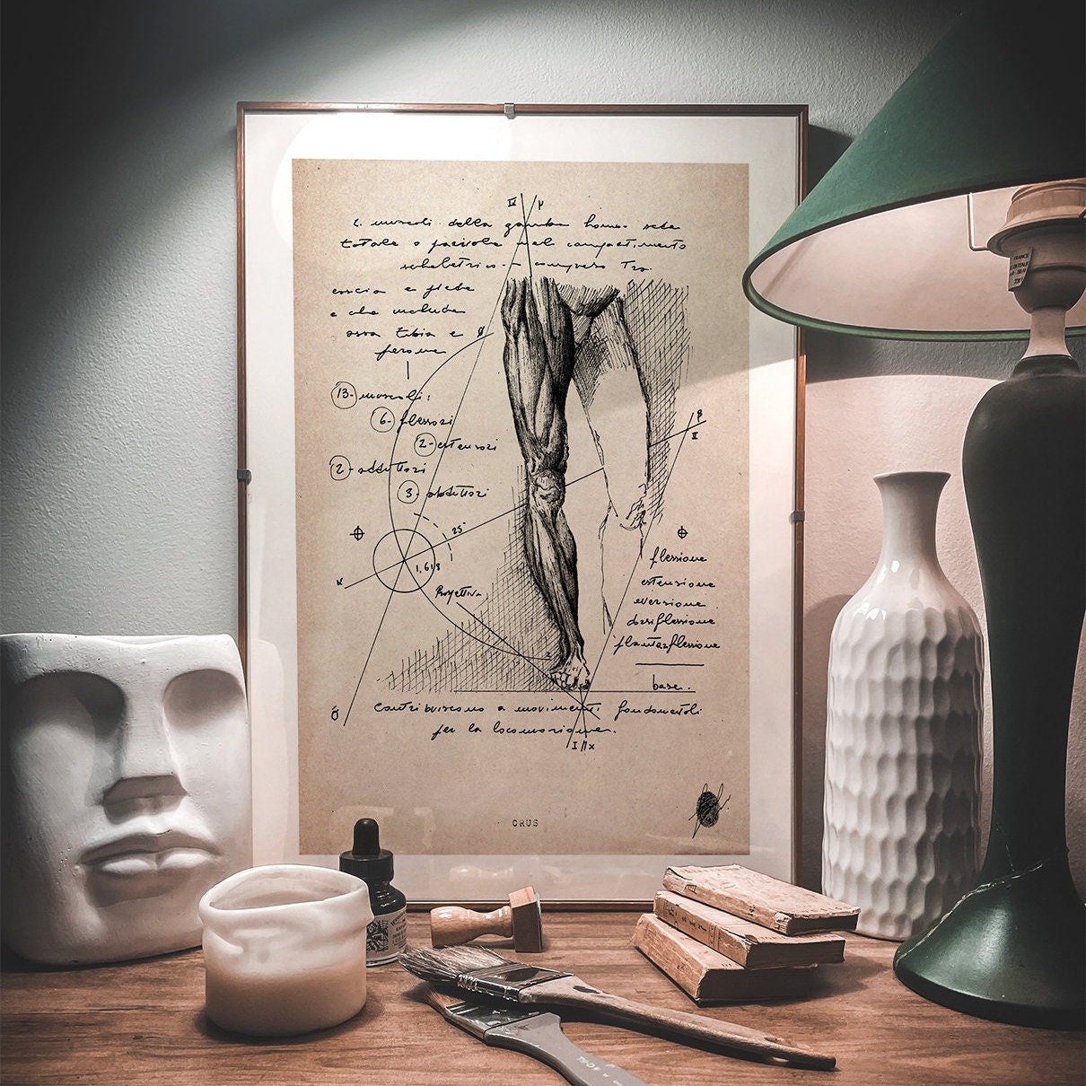 Crus the Muscles of the Leg Muscular System Art Human Anatomy Art ...