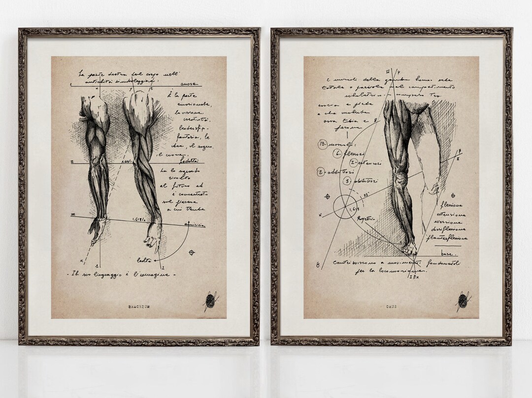 Anatomy Prints Set Muscular System Art Human Anatomy Art Prints Anatomy ...