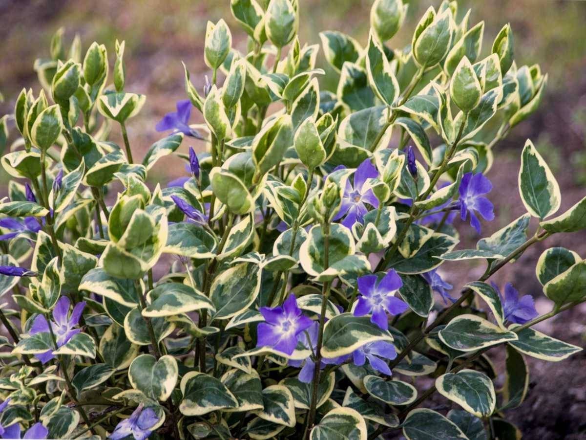 Vinca Vine