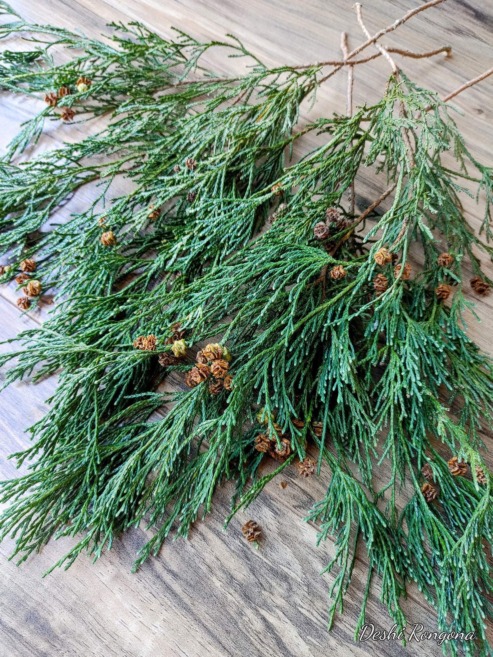 Fresh Cut P.O. Cedar Port Orford Cedar White Cedar - Etsy