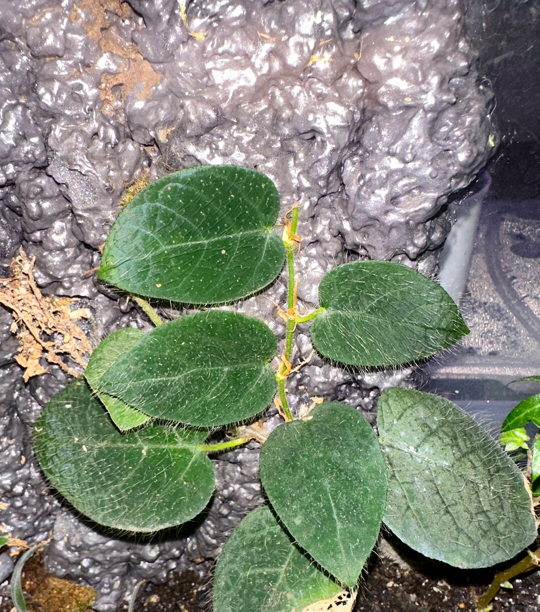 Ficus Villosa Leaf Clip - Etsy