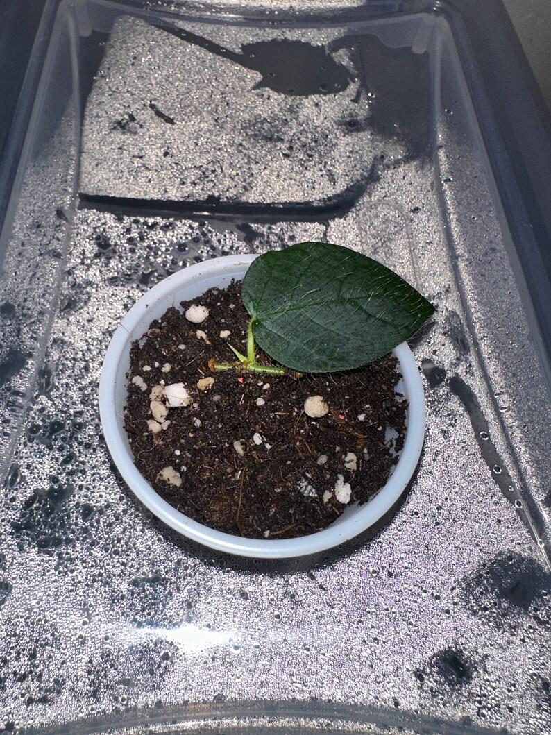 Ficus Villosa Leaf Clip - Etsy