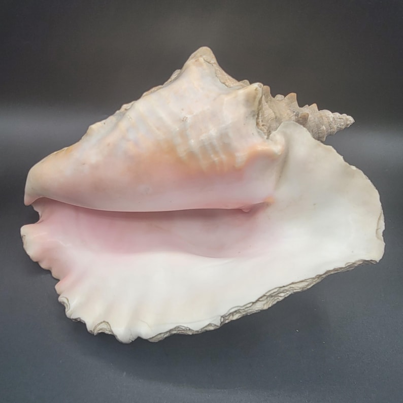Vintage Large Pink Queen Conch Sea Shell - 2.2kg - Etsy Australia