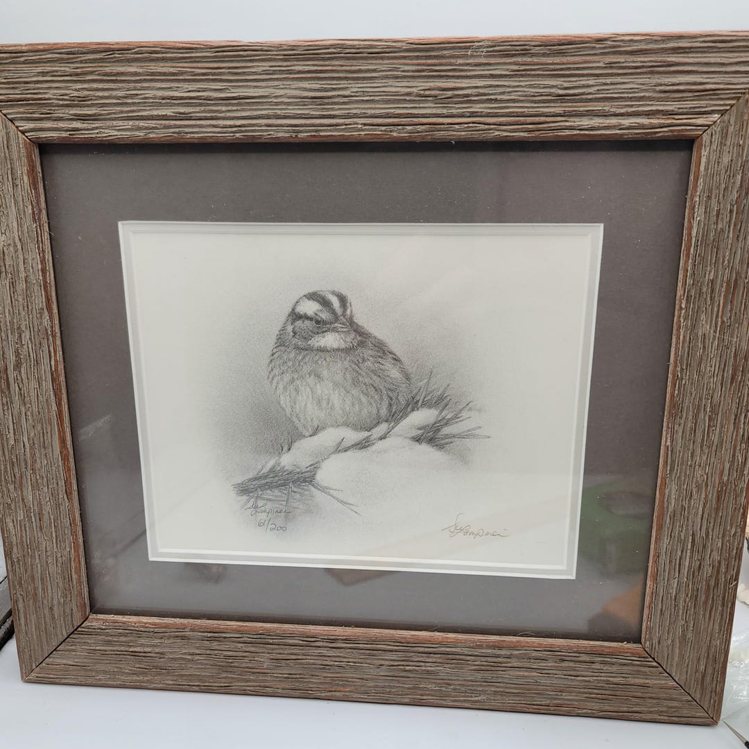 Artist Print White Throated Sparrow Pencil Wall Print Art Susan ...