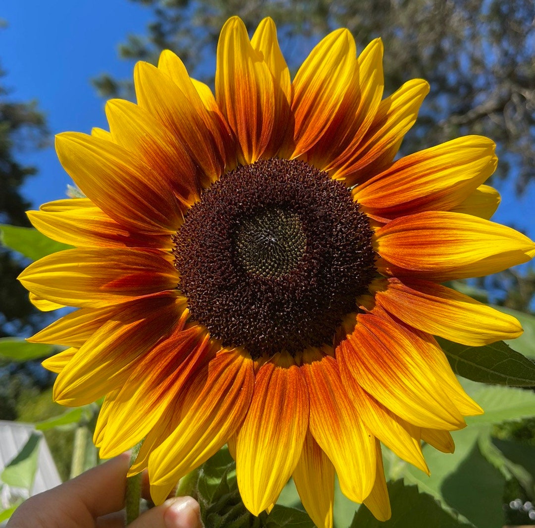 Dwarf Short Sunflower SEEDS in a Range of Colors Bouquet Cut Florist ...