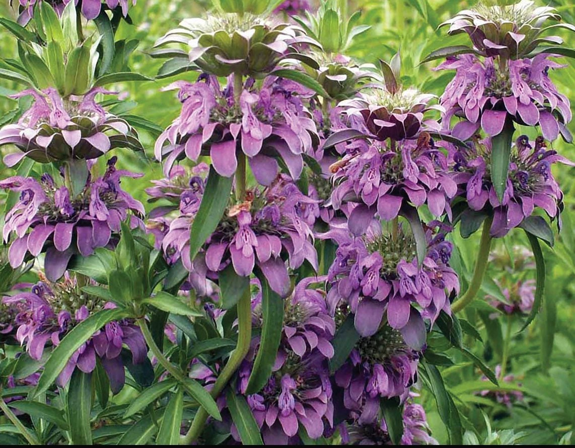 Lambada Bee Balm Bergamot Seeds Monarda Hybrida Lambada Cut - Etsy Canada