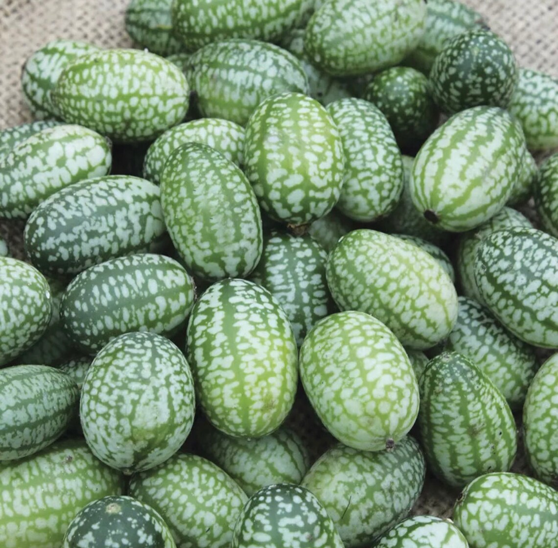 CUCAMELON Mouse Melon SEEDS Dizzy Bees Urban Garden - Etsy Australia