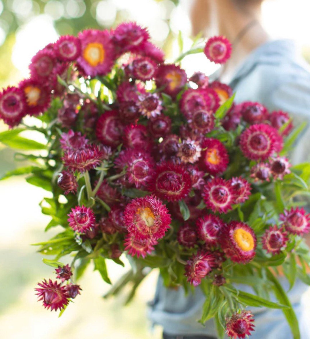 Raspberry Rose Strawflower 100 SEEDS Helichrysum Bracteatum Cut Flower ...