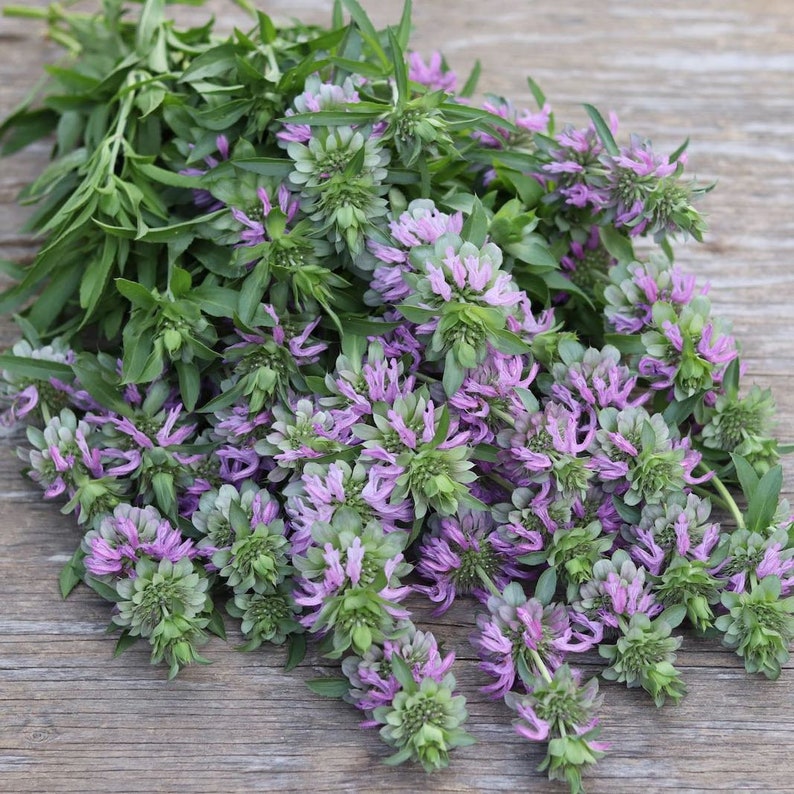 Lambada Bee Balm Bergamot Seeds Monarda Hybrida Lambada Cut - Etsy Canada