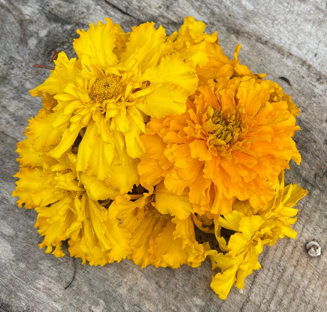 Giant Sweet scented frilly marigold SEEDS 36 cut flower bouquet florist ...