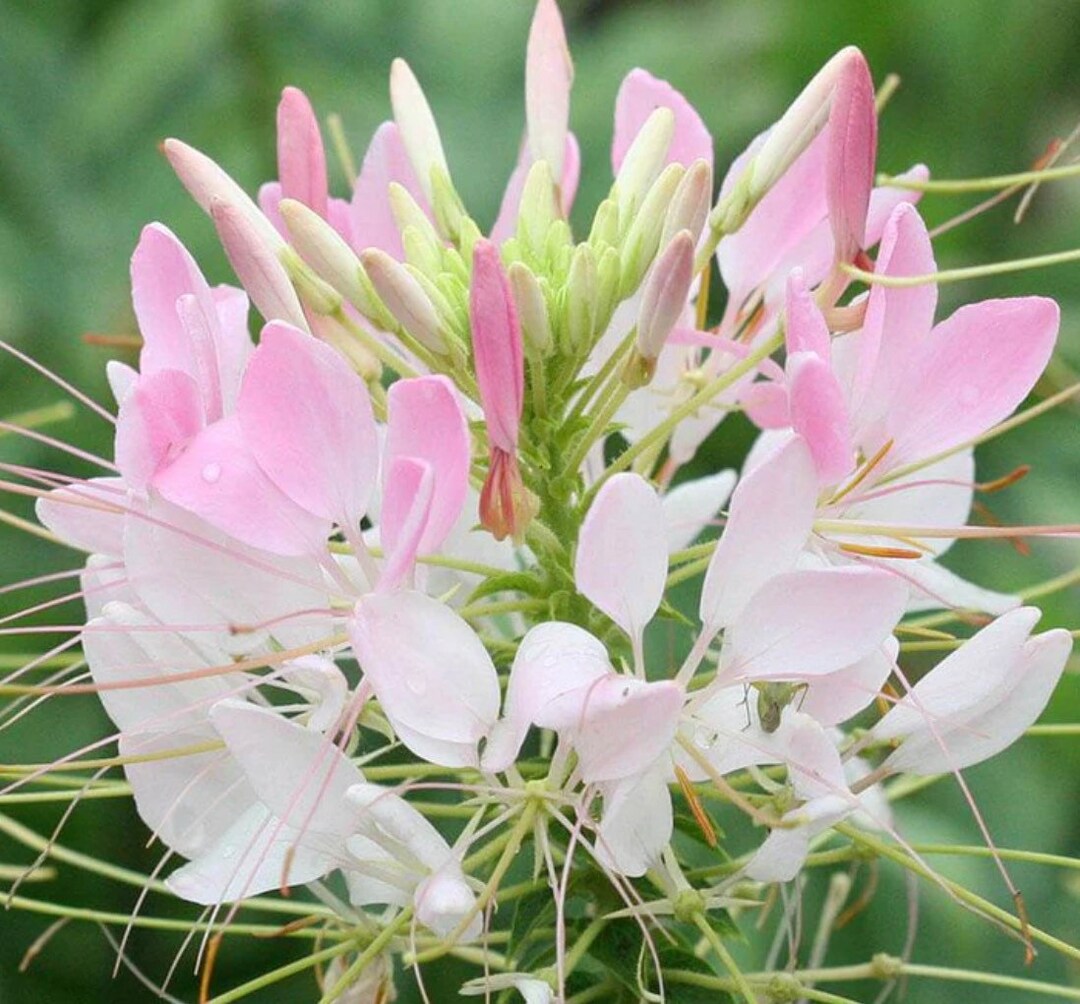 GIANT Pink Cleome SEEDS Dizzy Bees Urban Garden - Etsy Canada