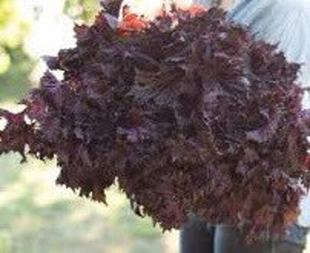 Shiso Purple Frills SEEDS Amazingly Fragrant 'Perilla frutescens ...