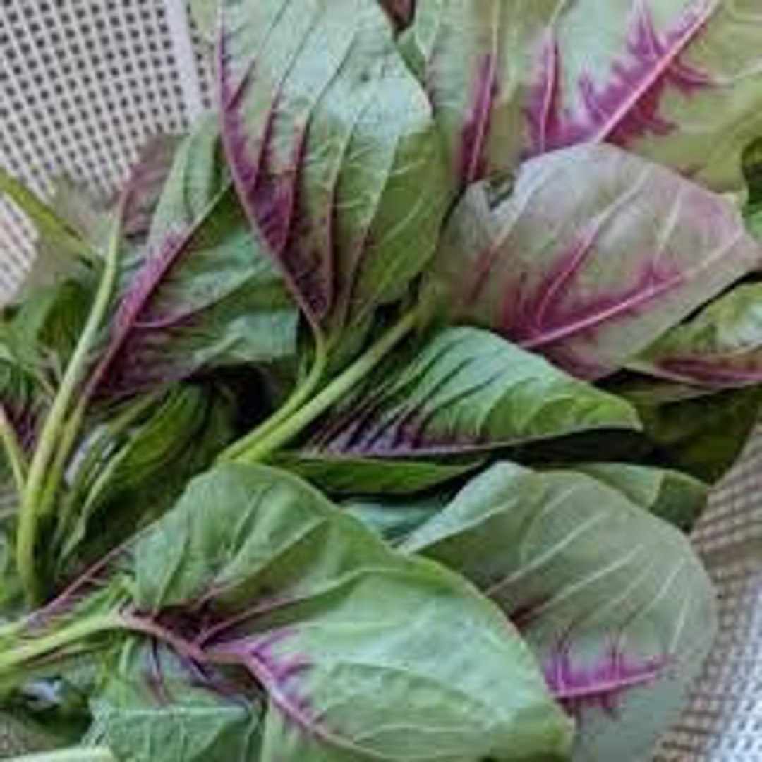 Red Leaf Amaranth Seeds Tri Color Cut Flowers Dried Flowers Pressed ...