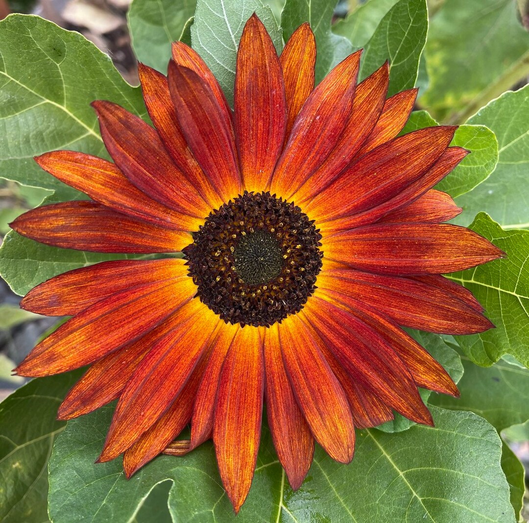 Dwarf Short Sunflower Mix SEEDS in a Range of Colors Bouquet Cut ...