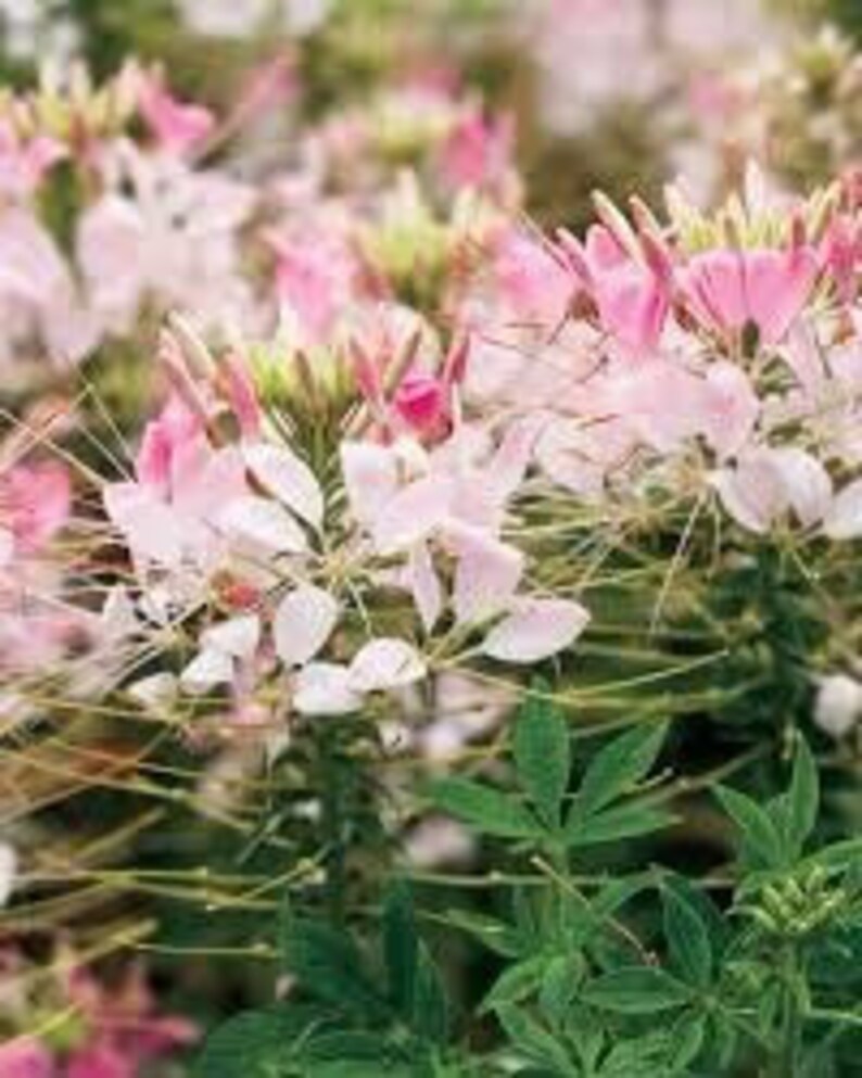 GIANT Pink Cleome SEEDS Dizzy Bees Urban Garden - Etsy Canada