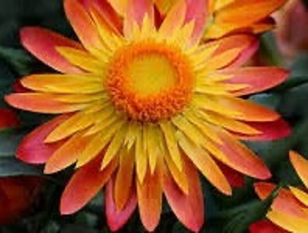 200 King Size Orange Blaze Strawflower SEEDS Helichrysum Bracteatum Cut ...