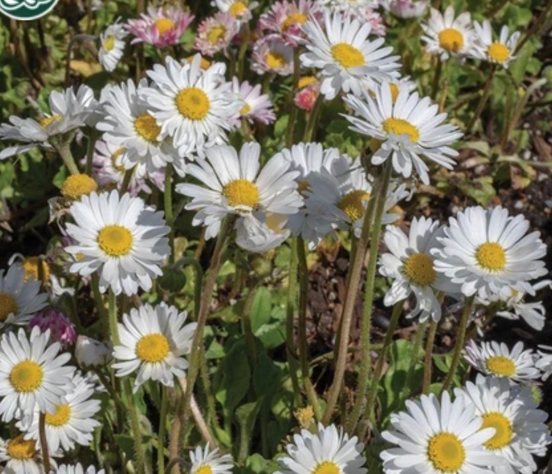 1000 English BELLIS Daisy SEEDS Perennial Evergreen Herbaceous Herb ...