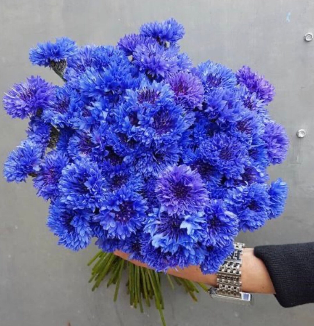 Tall Blue Boy Bachelors Button Seeds Tall 'centaurea - Etsy Canada