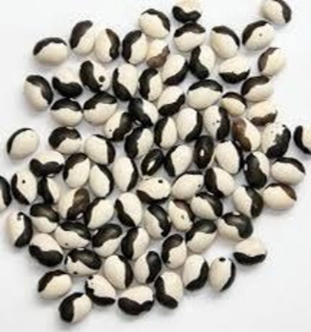 Orca Drying Beans Seeds Calypso Beans Phaseolus Vulgaris, Heirloom ...
