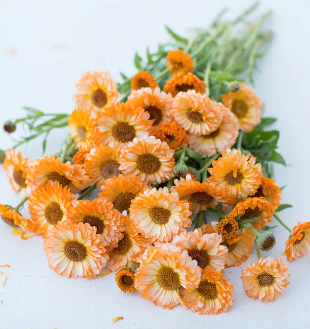 Calendula Orange Flashback SEEDS Flower Medicinal Herb Pot - Etsy Canada