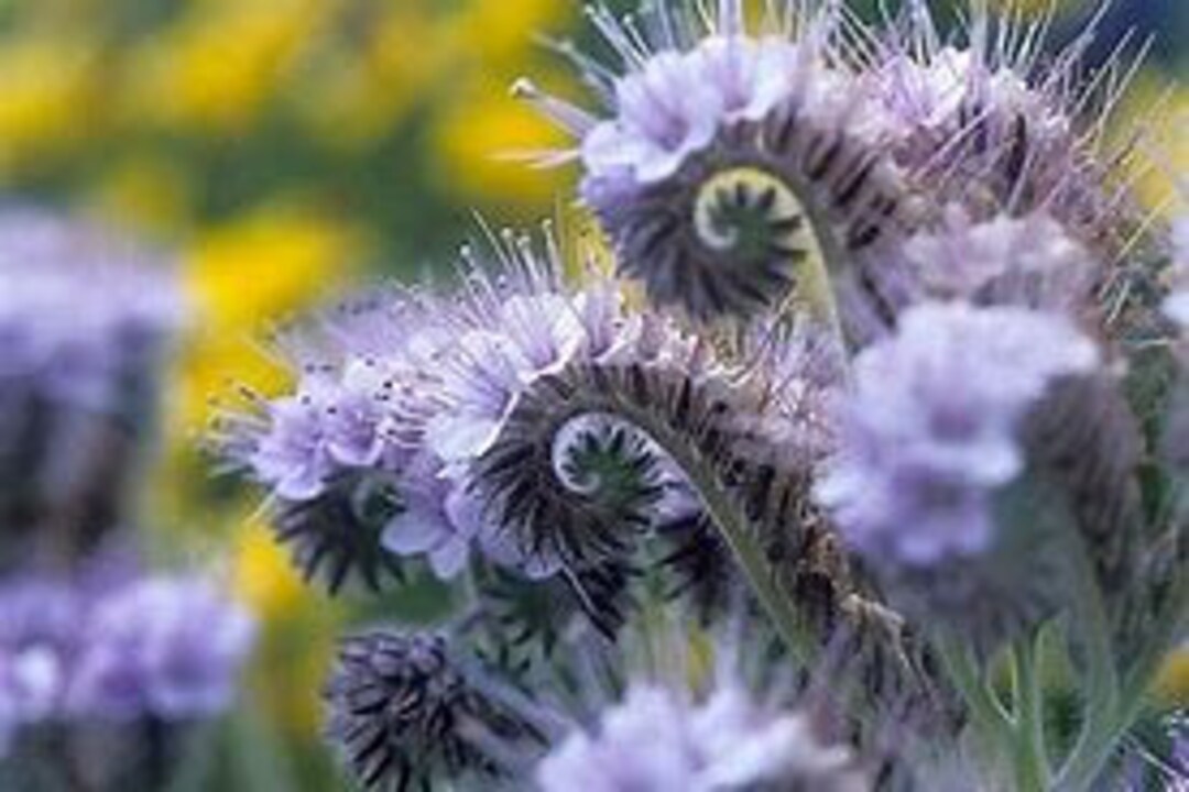 300fragrant Bees Friend Phacelia Tanacetifolia Seeds Cut Flower Bouquet ...