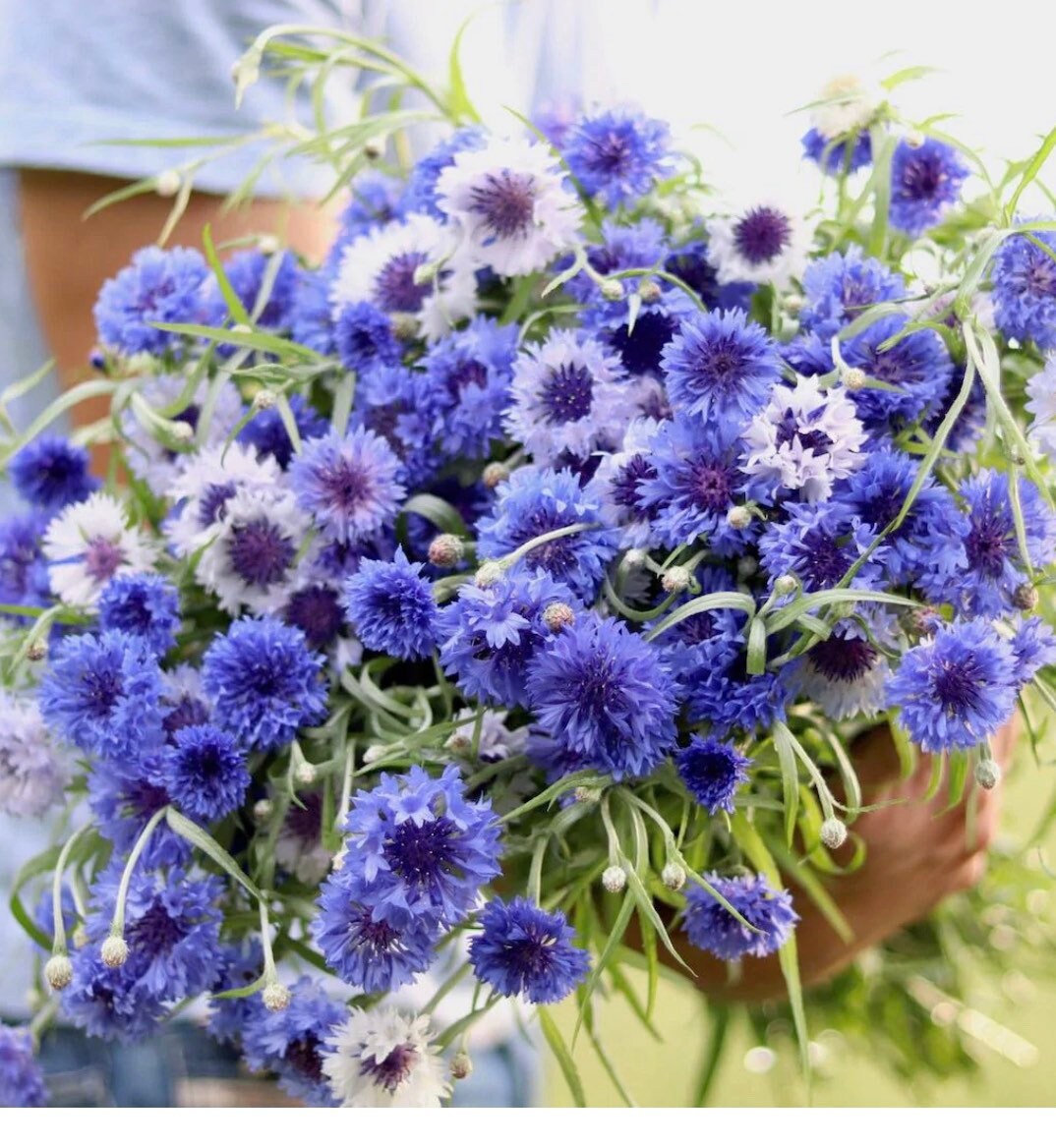 Tall Blue Boy Bachelors Button Seeds Tall 'centaurea - Etsy Canada