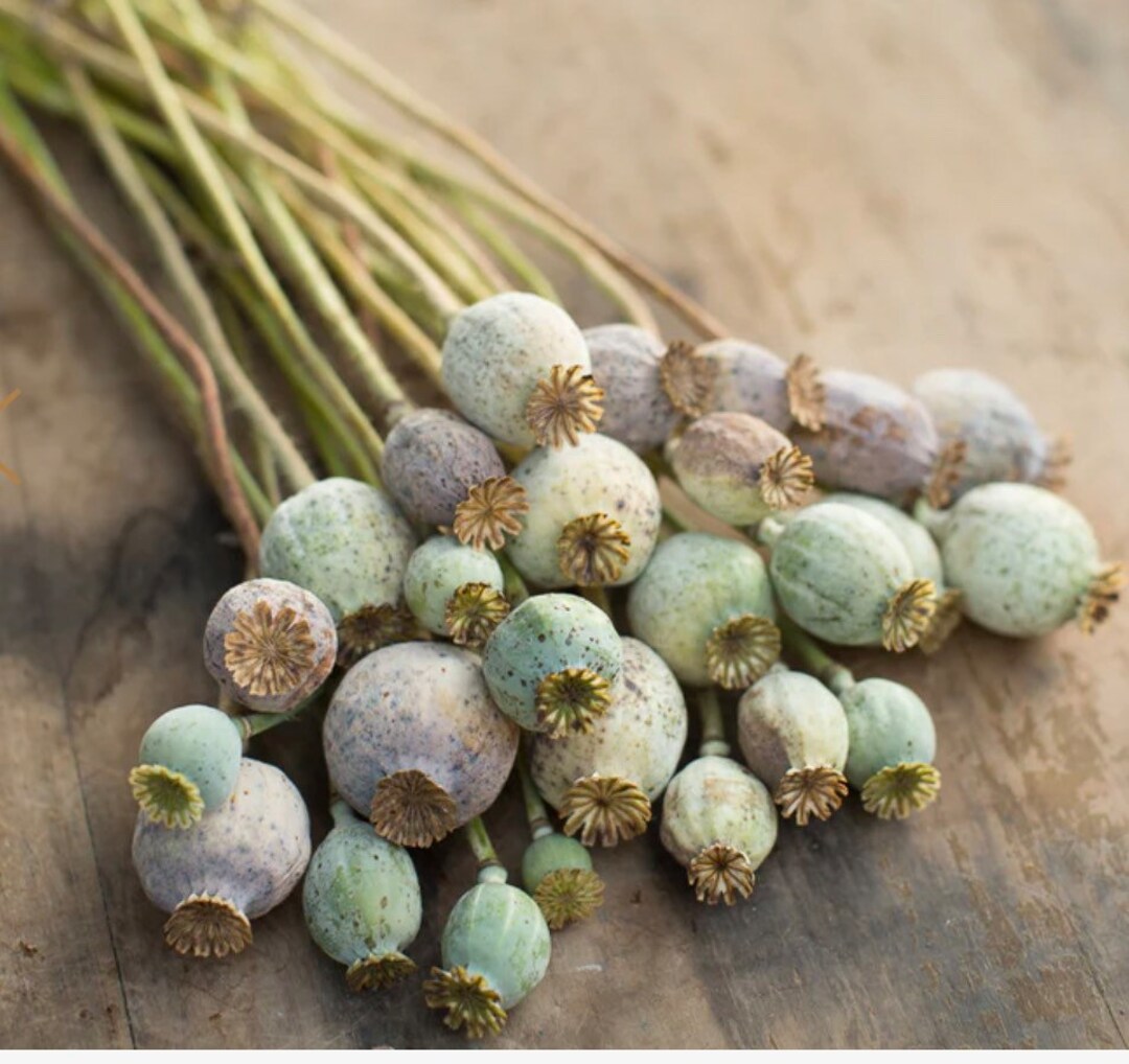 400 Giant rattle Poppy Seeds Cut Flower Bouquet Florist Dizzy Bees ...