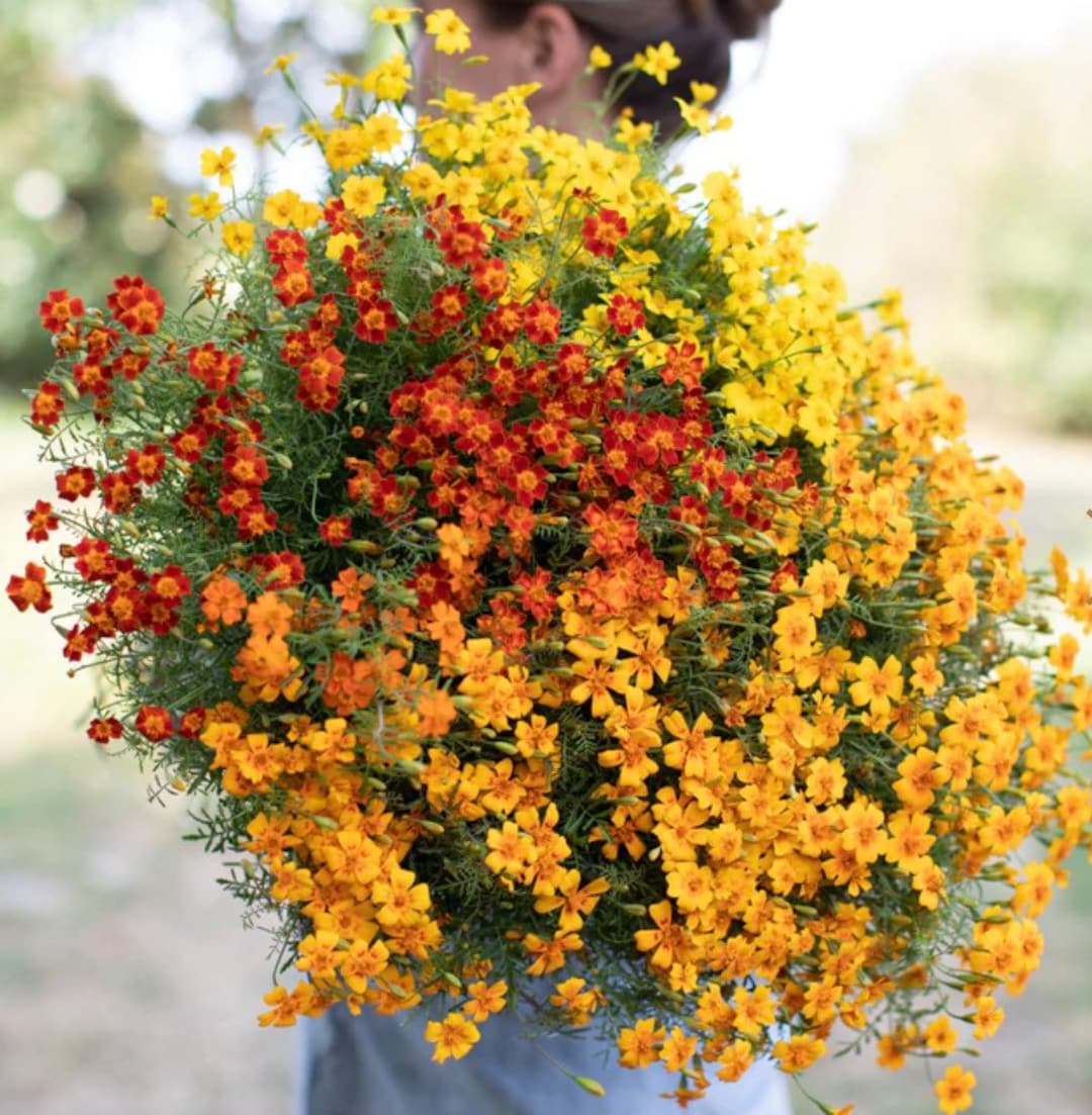 Fragrant Starfire Mix Marigold Flower Seeds Yellow Orange Red Cut ...