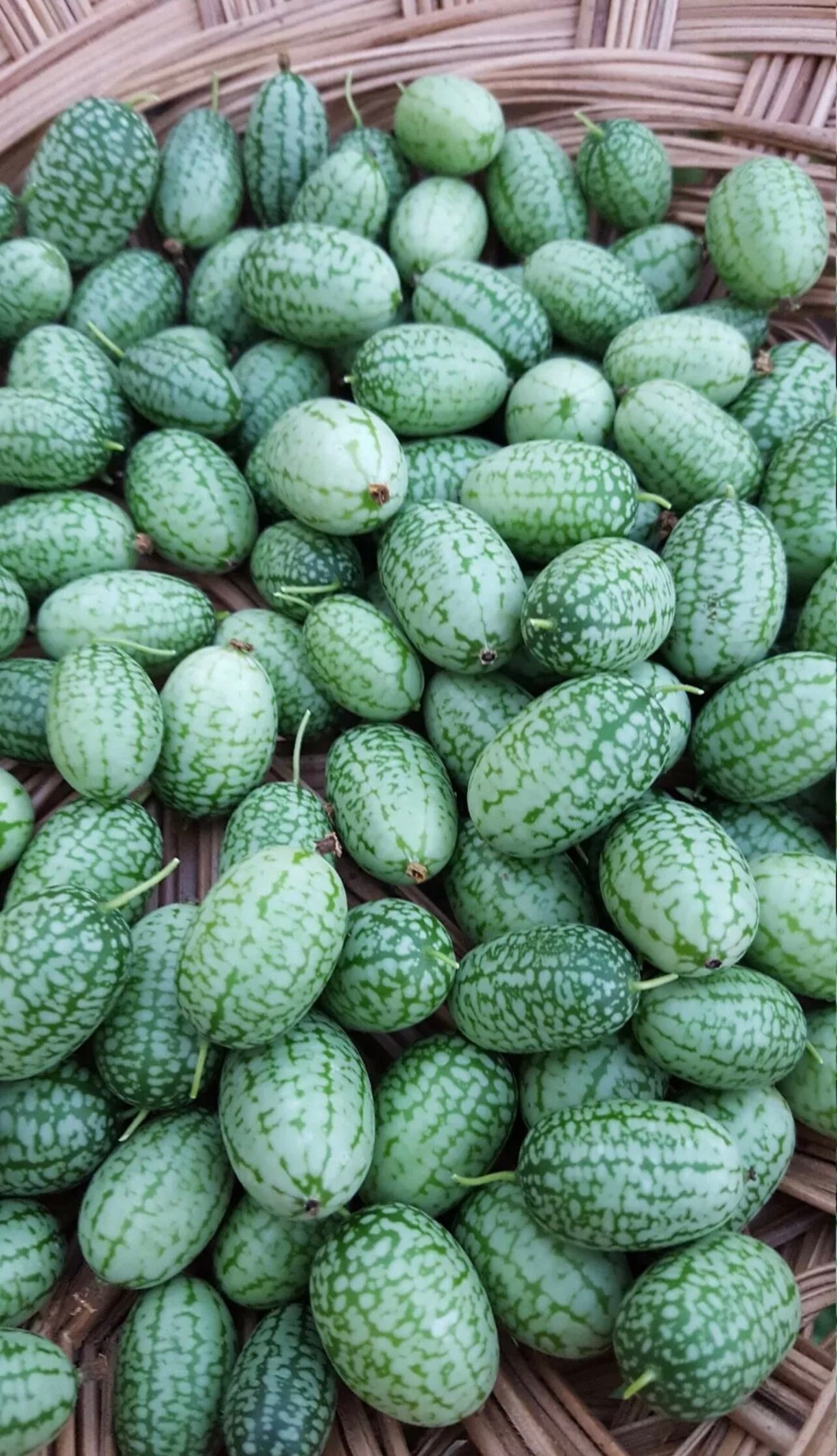 CUCAMELON Mouse Melon SEEDS Dizzy Bees Urban Garden | Etsy Canada