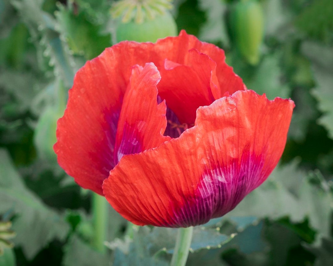 Giant Red Poppy 400 Seeds edible seeds papaver somniferum huge heads ...