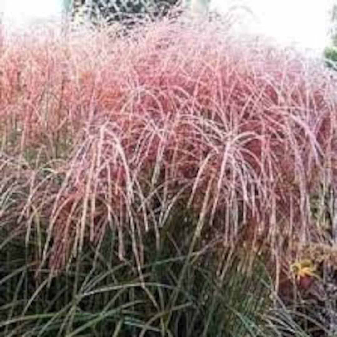 Maiden Grass 'huron Sunrise' Perennial Miscanthus - Etsy Canada