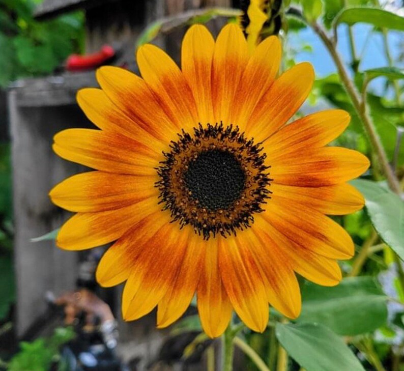 Dwarf Short Sunflower SEEDS in a Range of Colors Bouquet Cut - Etsy Canada