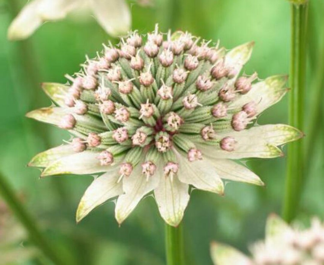 Astrantia Major 'star of Billion' Seeds Great Masterwort Perennial ...
