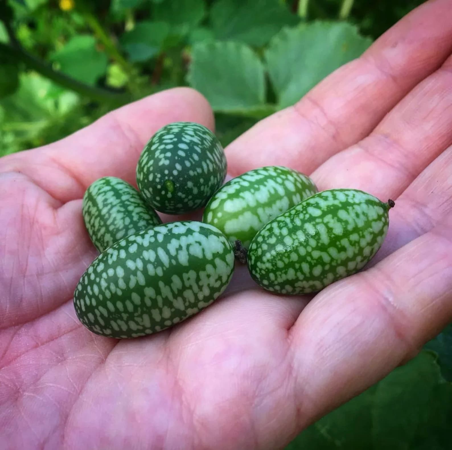 CUCAMELON Mouse Melon SEEDS Dizzy Bees Urban Garden | Etsy Canada