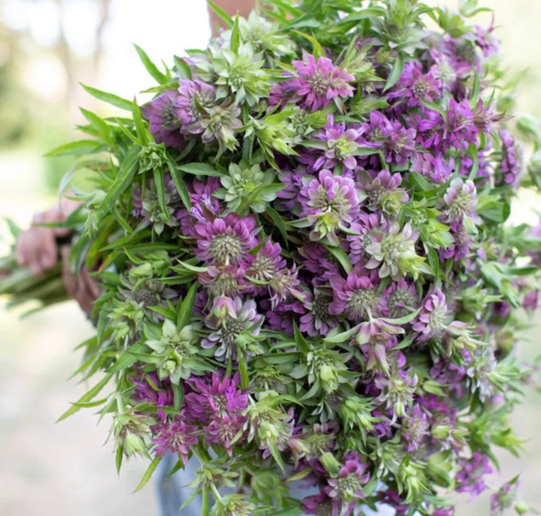 Lambada Bee Balm Bergamot Seeds Monarda Hybrida Lambada Cut Flower ...