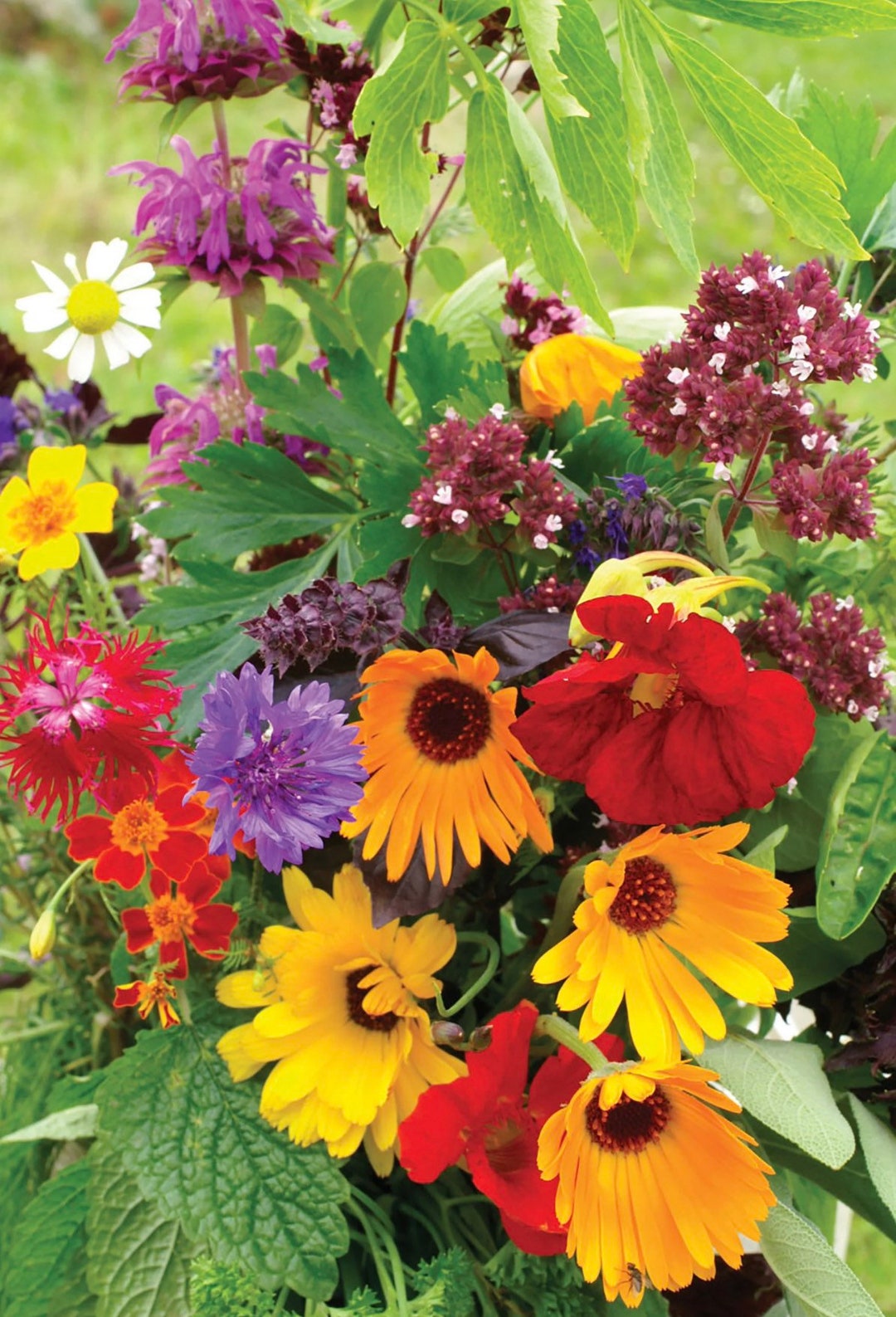 Edible Flowers & Herb Mix SEEDS Dizzy Bees Urban Garden - Etsy Canada