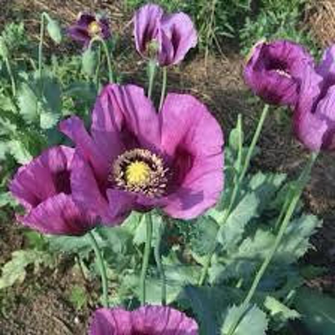 Purple Opium Poppies